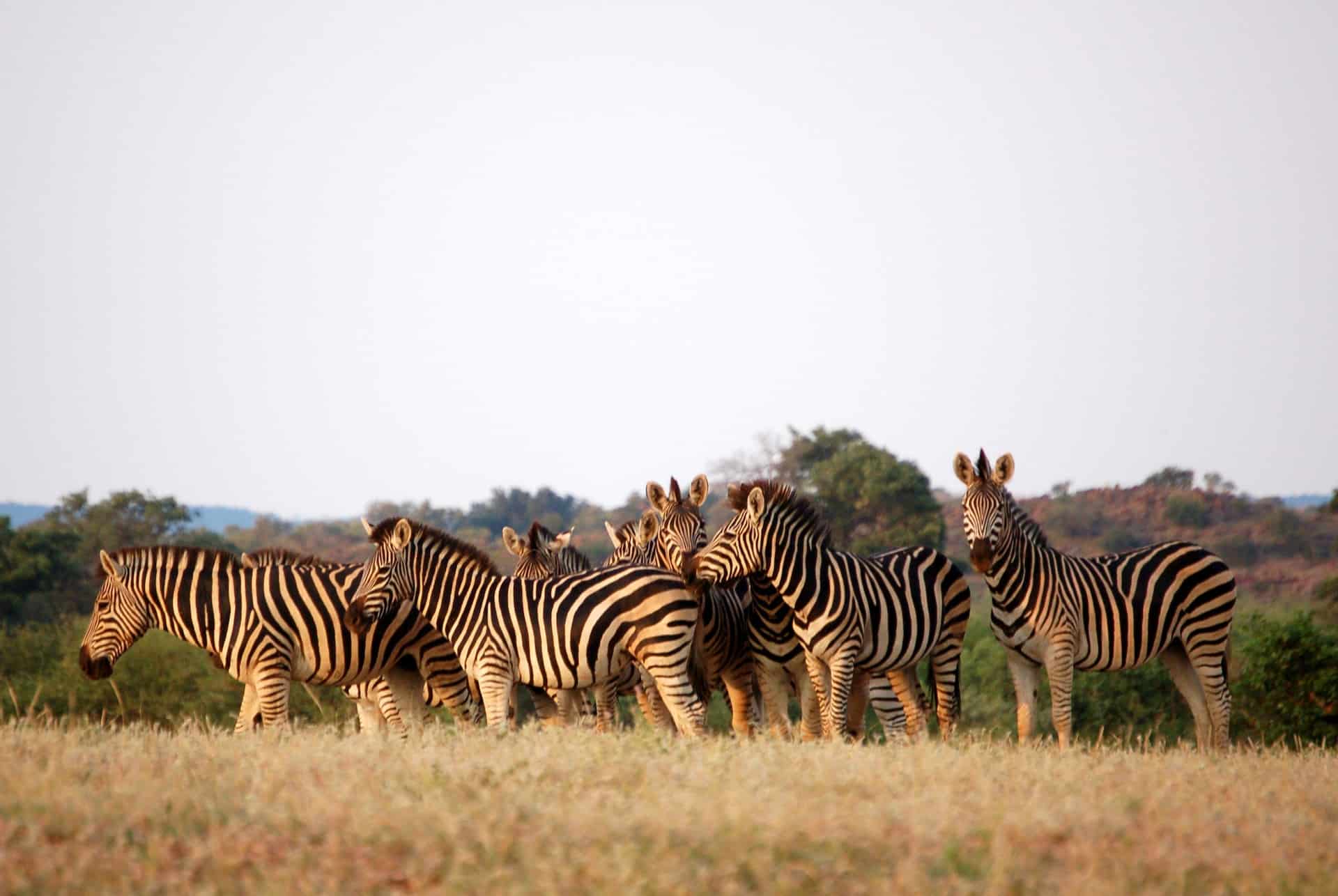 A Guide to Botswana’s Zebra Migration | Journal | True Travel