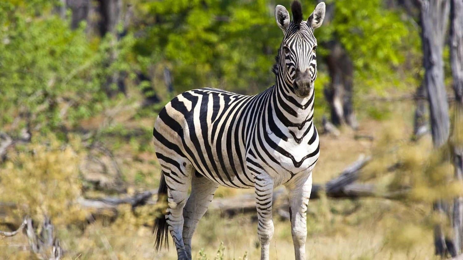 A Guide to Botswana’s Zebra Migration | Journal | True Travel
