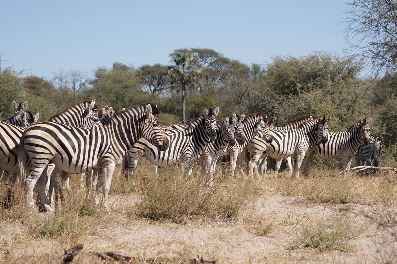 A Guide to Botswana’s Zebra Migration | Journal | True Travel