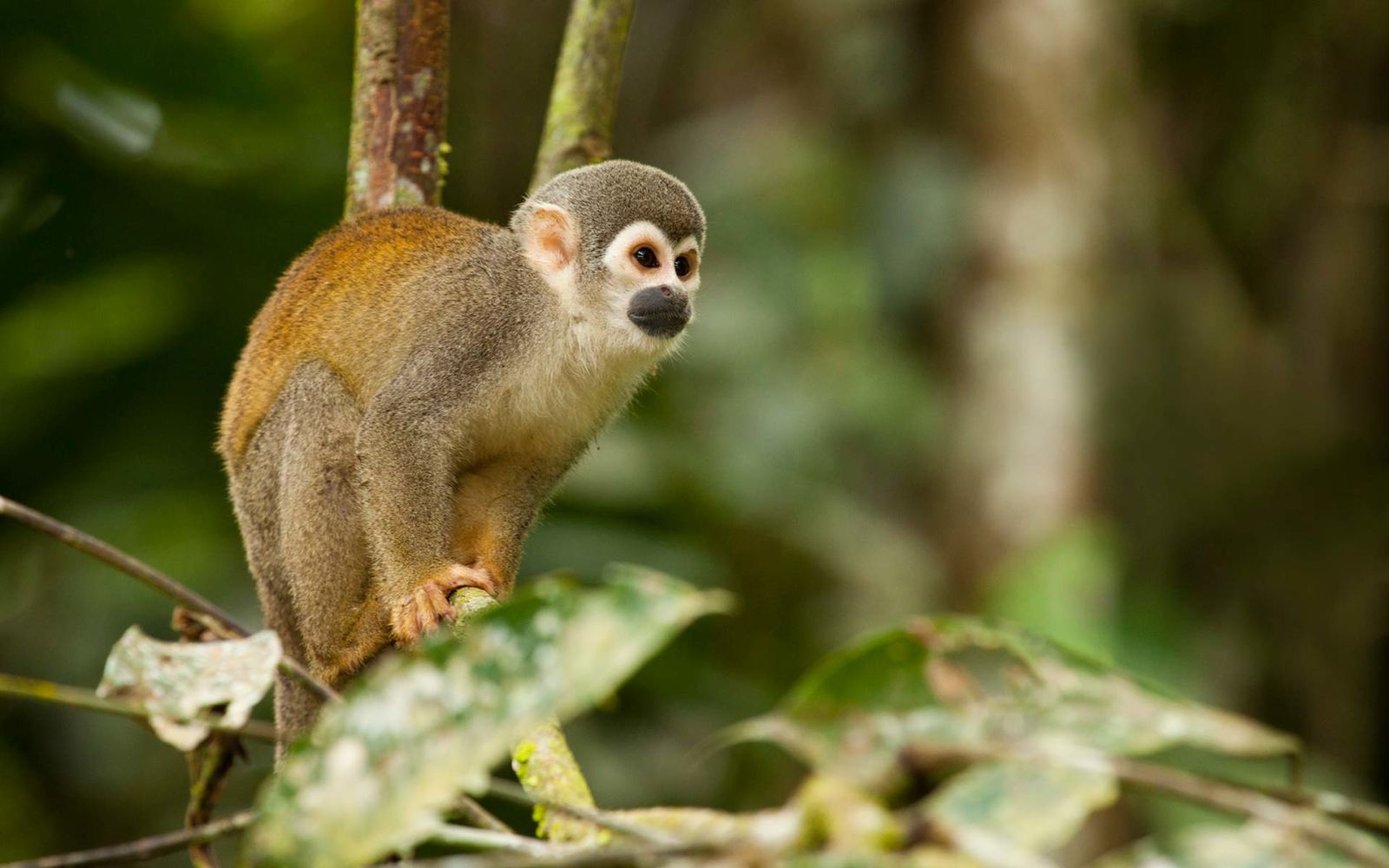 Andes Mountains and Amazon Rainforest in Ecuador | Tailor-made Travel ...