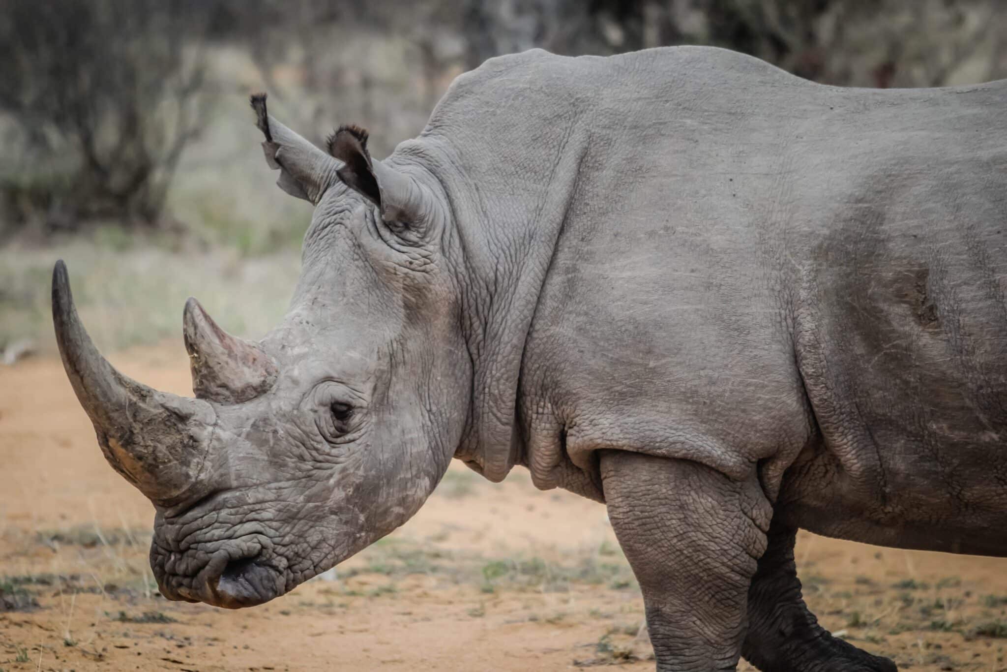 Rhino Ear Notch Identification | South Africa Experiences | True Travel
